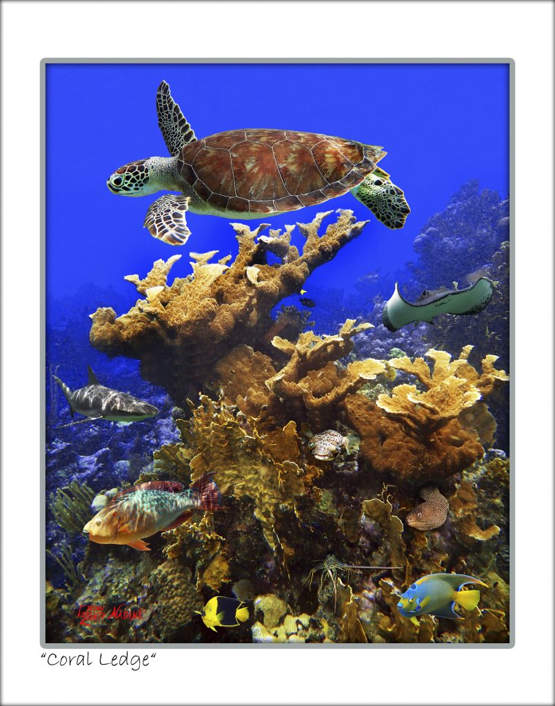 "Coral Ledge" | Lobster Trap Art