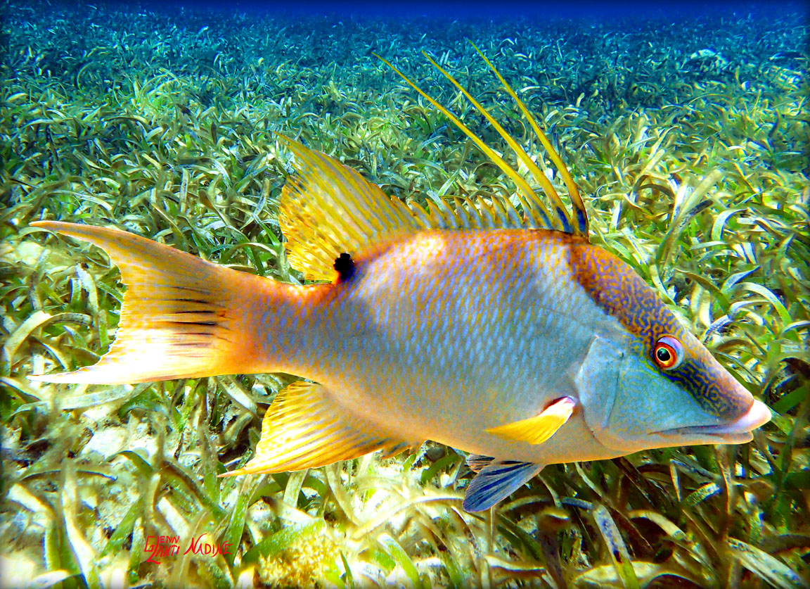 Hogfish Hog Snapper Underwater