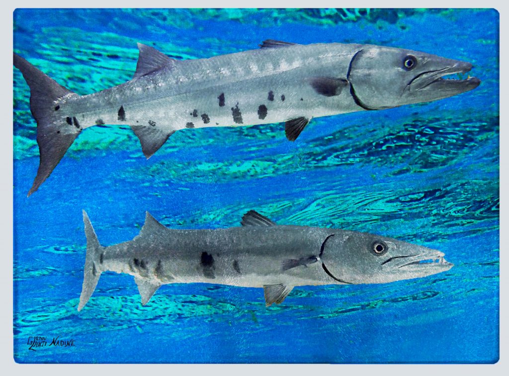 "2 Cuda" Cutting Board | Lobster Trap Art