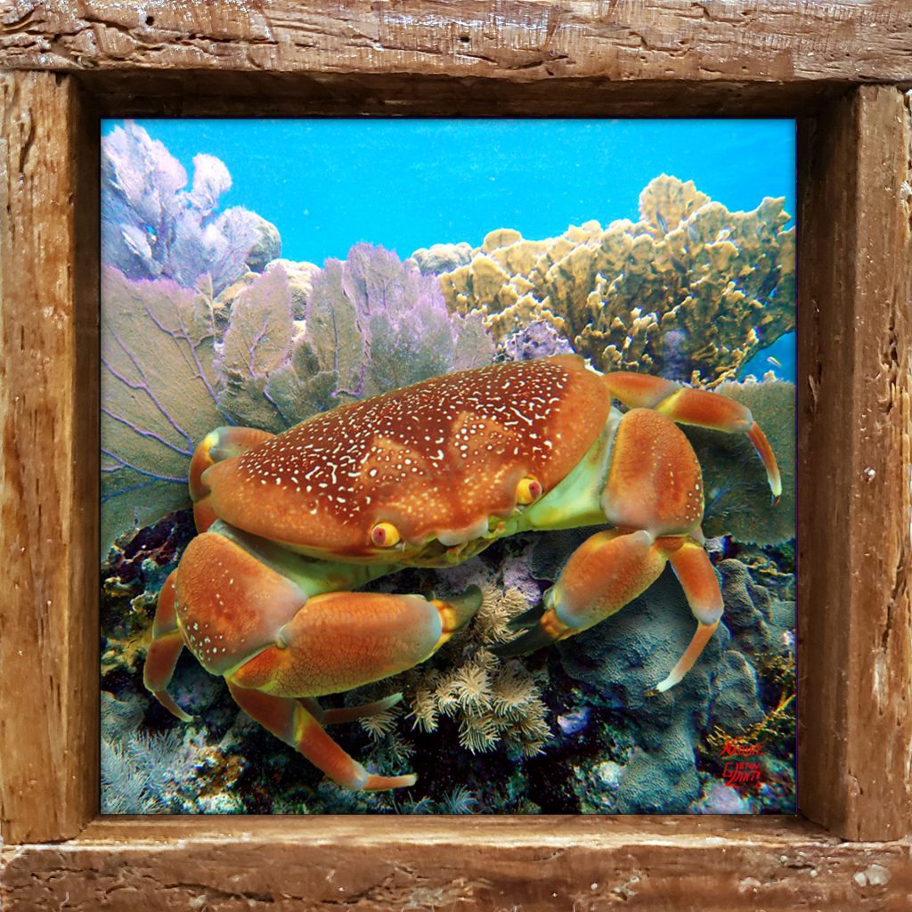 "Bat Crab on the Reef" | Lobster Trap Art