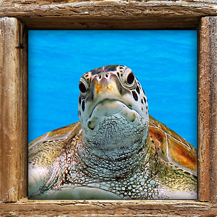 Sea Turtle Head Top View