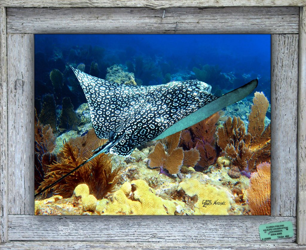 "Eagle Ray at Grecian Rocks" | Lobster Trap Art