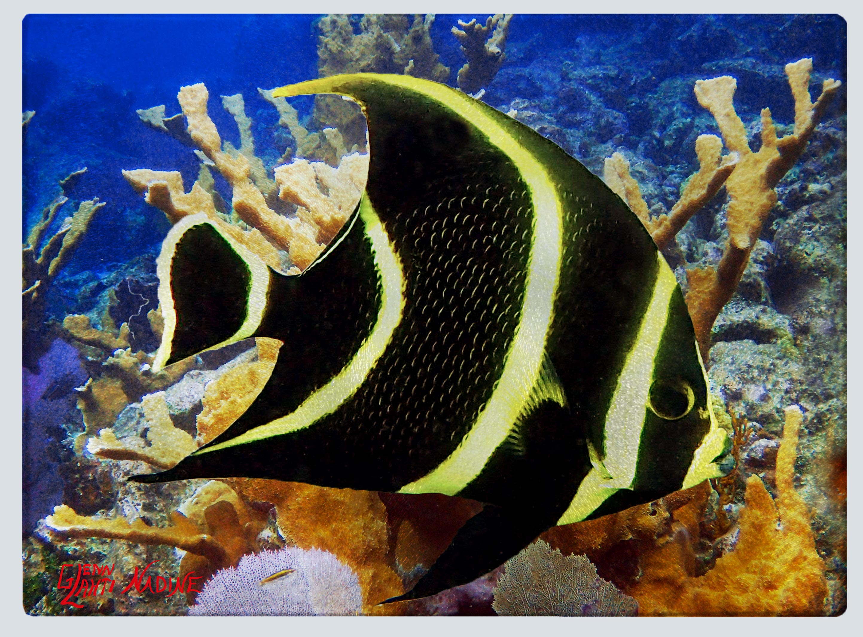 Baby French Angelfish