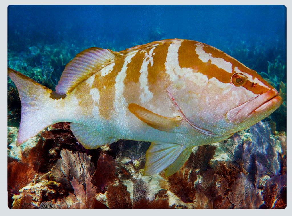 "Grouper" Cutting Board | Lobster Trap Art