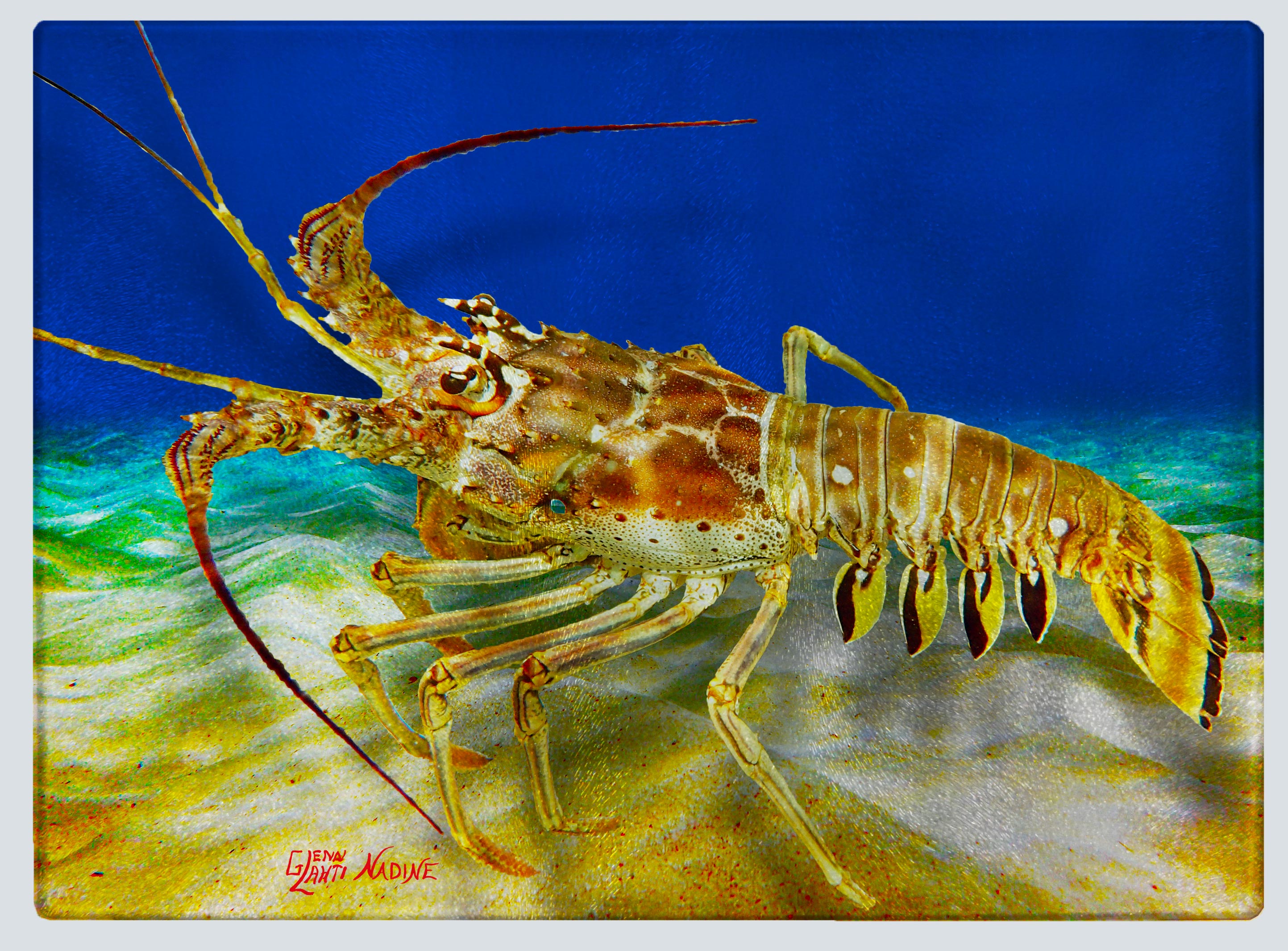 Sand Lobster