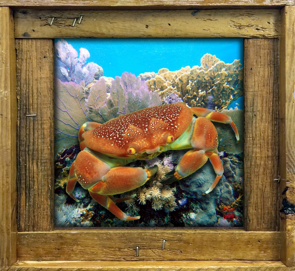 "Bat Crab on the Reef" | Lobster Trap Art