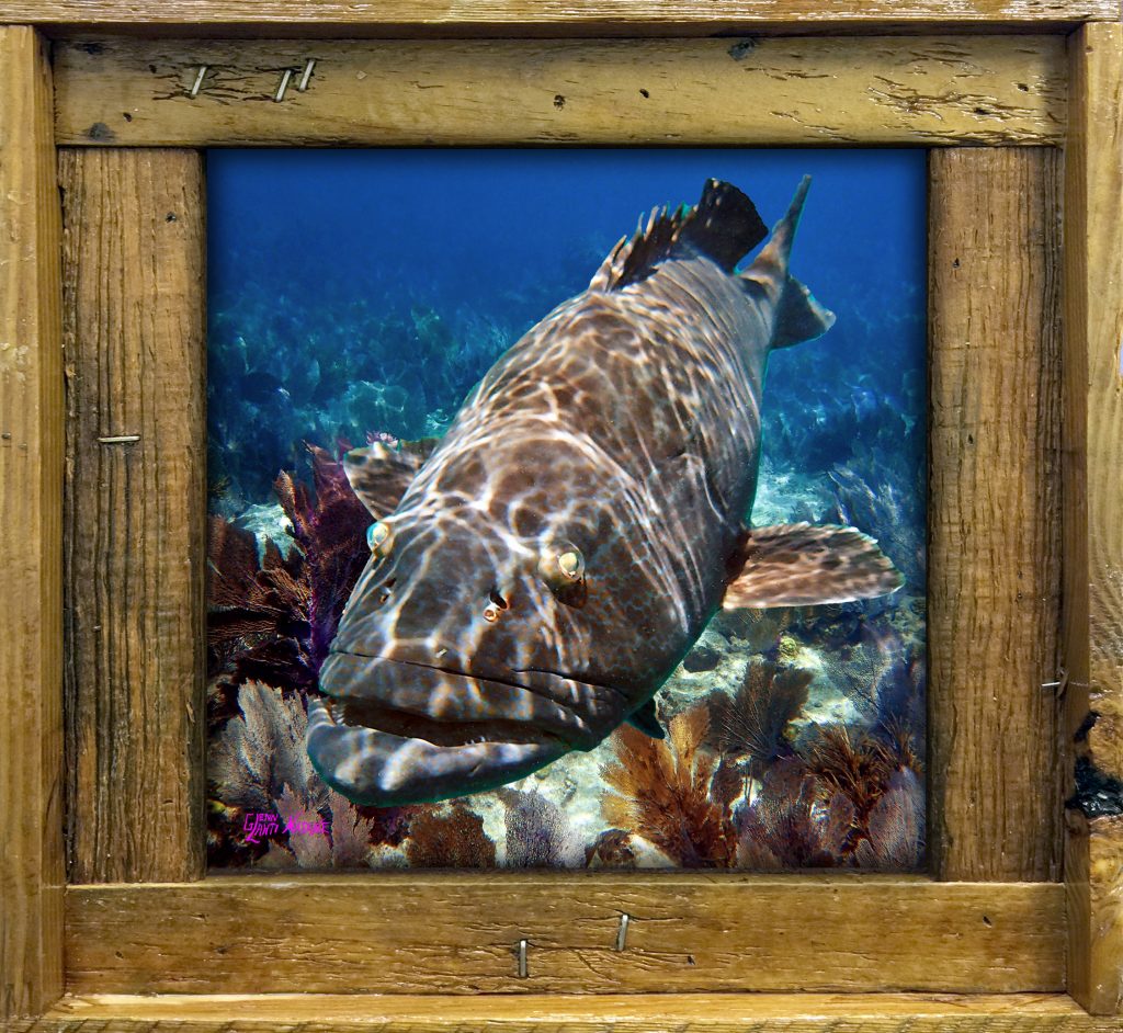 "Black Grouper on the Reef" | Lobster Trap Art