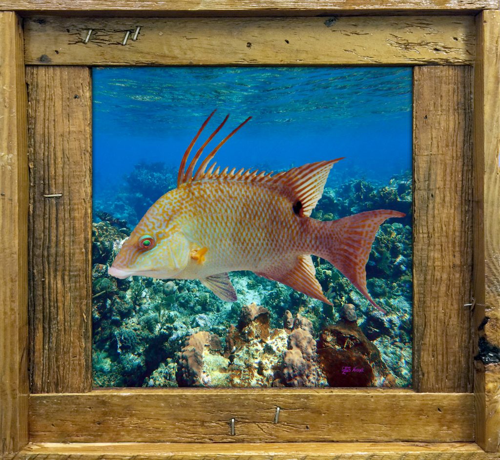 "Hog on the Reef" | Lobster Trap Art