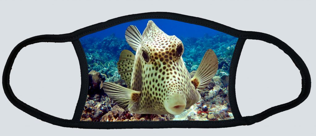 "Box Fish" | Lobster Trap Art