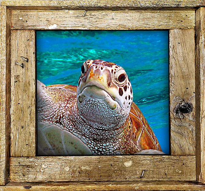 Turtle Head Abstract Image