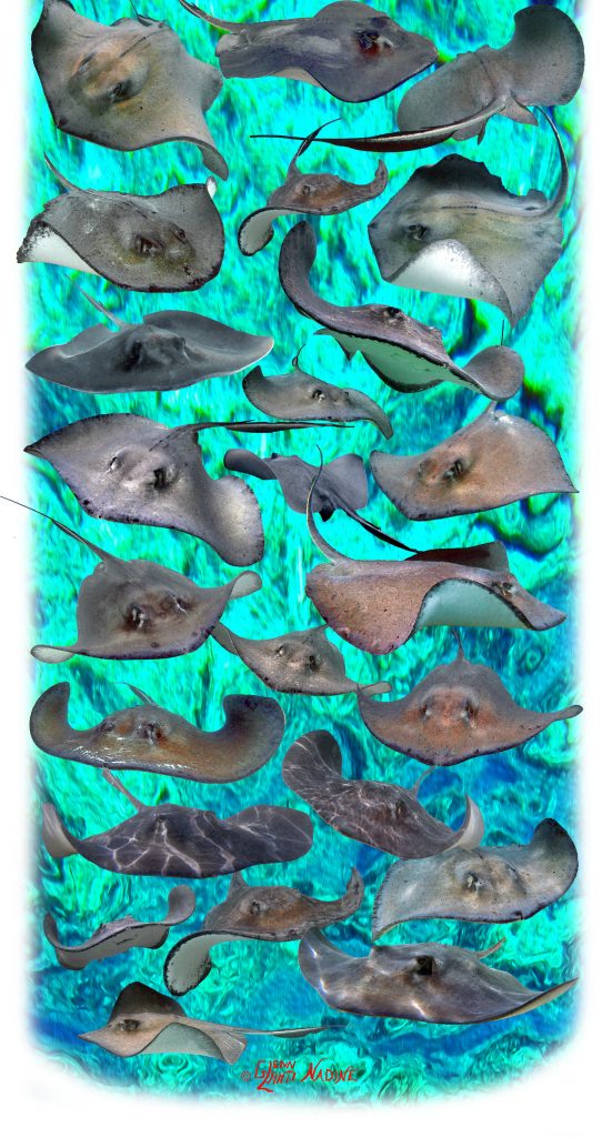 "Stingray" Buff | Lobster Trap Art